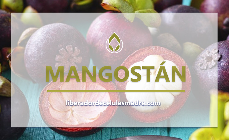Mangostán - Liberador de Células Madre